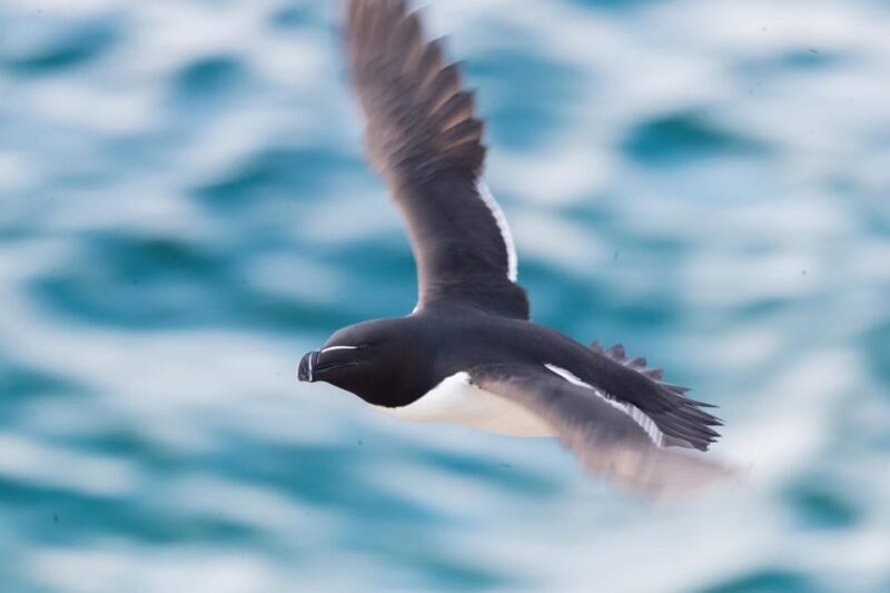 Around Hornøya - Birdwatching & Whalewatching Boat Excursion - Frequently Asked Questions