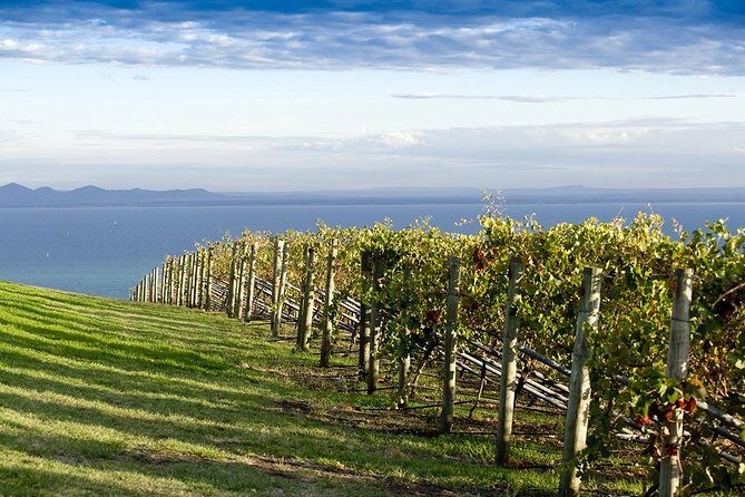 Around the Bay Food and Wine Taste Trail - An In-Depth Look at the Tour Experience