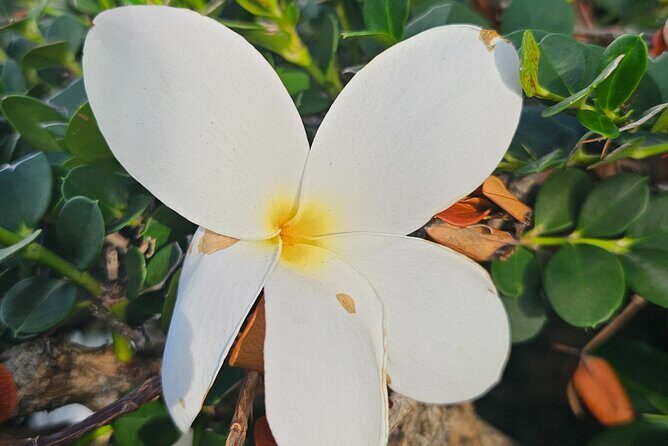 Around the Island Tour From San Juan - Who Will Love This Tour?