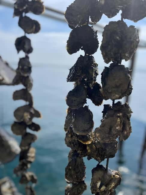 Around the Thau lagoon - tours and tastings - Exploring the Thau Lagoon: A Fresh Look at Local Life and Flavors