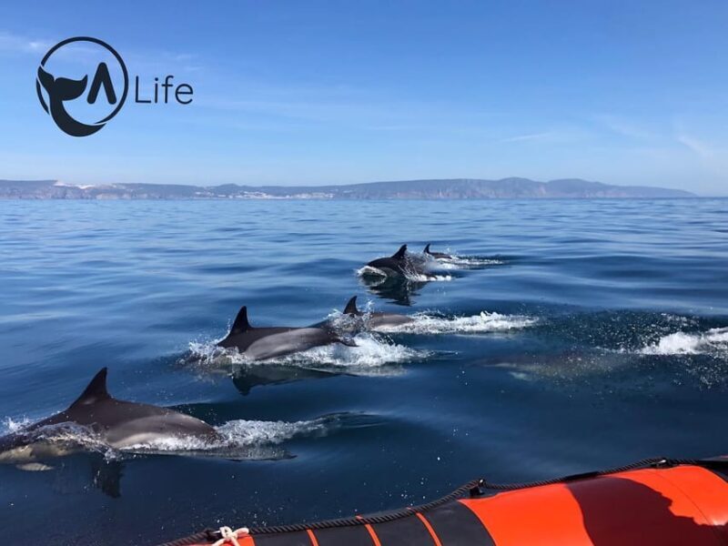 Arrábida - Sesimbra: Dolphin Watching - Arrábida - Sesimbra: Dolphin Watching – A Close Encounter with Portugal’s Marine Life