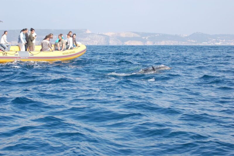 Arrábida - Sesimbra: Dolphin Watching - Discovering the Dolphin Watching Experience in Arrábida