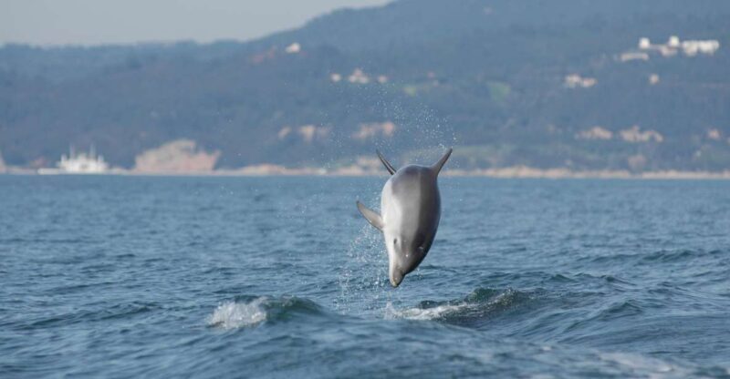Arrábida - Sesimbra: Dolphin Watching - The Environmental Contribution and Plastic Cleanup