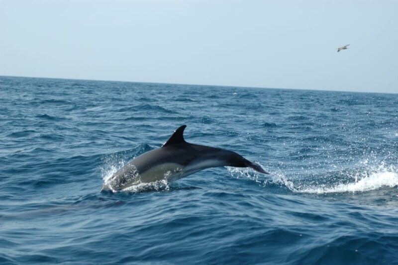 Arrábida - Sesimbra: Dolphin Watching - Reviews in Context