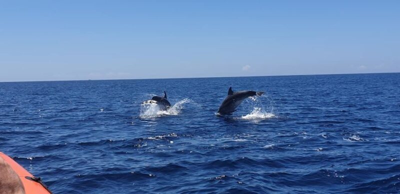 Arrábida - Sesimbra: Dolphin Watching - FAQs