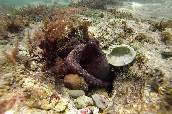 Arrábida Snorkeling Adventure with Transfer from Lisbon - Final Thoughts
