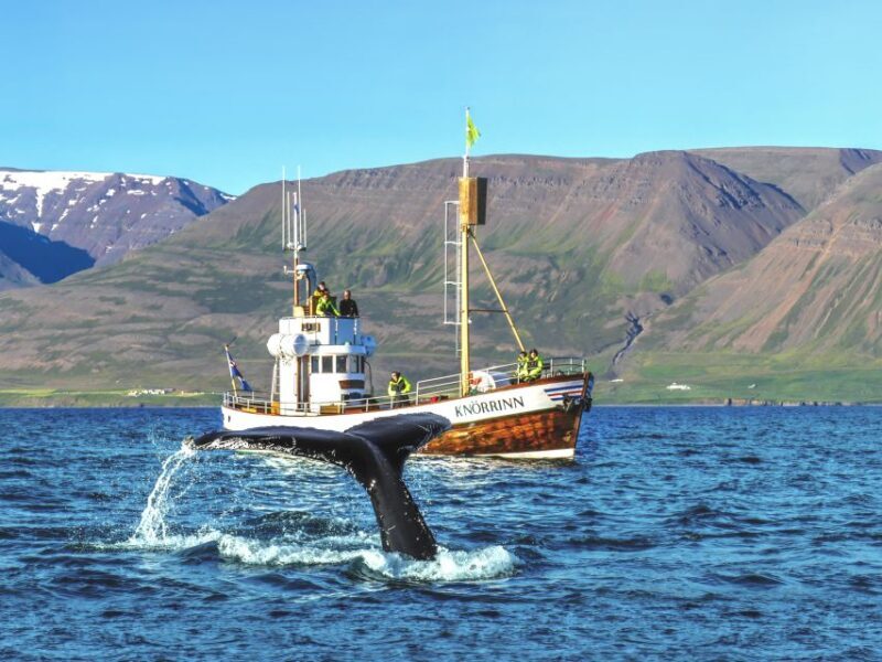 Árskógssandur: Whale-Watching Boat Trip - A Deep Dive Into the Whale-Watching Experience