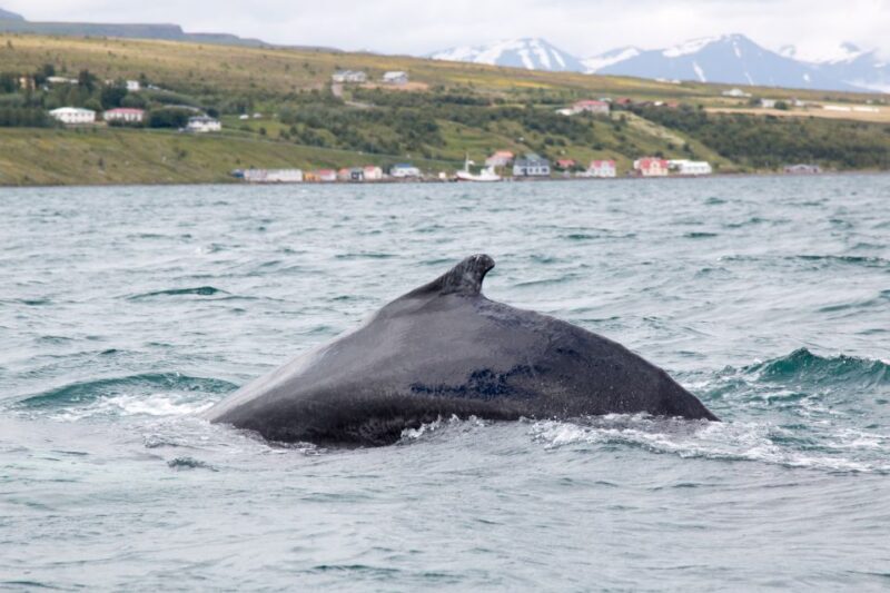 Árskógssandur: Whale-Watching Boat Trip - Practical Tips for Making the Most of Your Trip