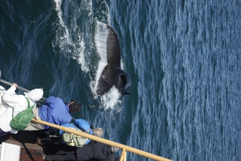 Árskógssandur: Whale-Watching Boat Trip - The Sum Up