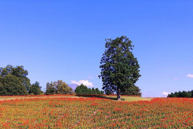 Art and Gardens of Sakaiminato by Private Car - Final Thoughts: Is This Tour Right for You?