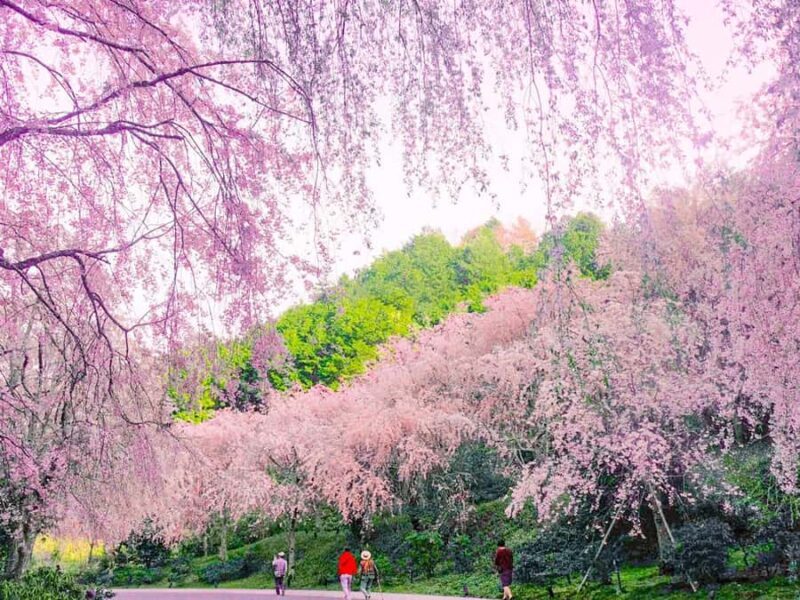 Art Pavilion × Night SakuraKansai Spring Day Tour - Key Points