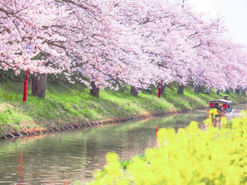 Art Pavilion × Night SakuraKansai Spring Day Tour - Introduction: What to Expect from This Tour