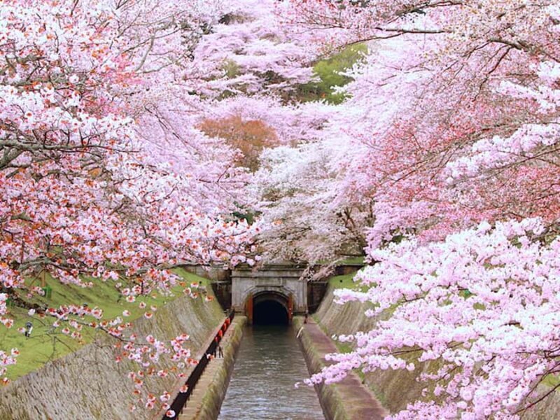Art Pavilion × Night SakuraKansai Spring Day Tour - Nighttime Magic at Mii-dera Temple