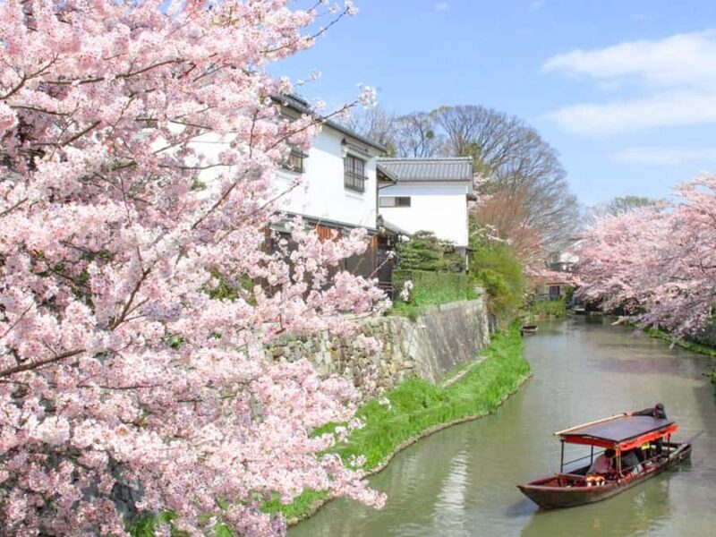 Art Pavilion × Night SakuraKansai Spring Day Tour - Pricing and Value