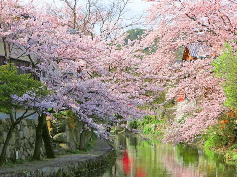 Art Pavilion × Night SakuraKansai Spring Day Tour - Who Is This Tour Best For?