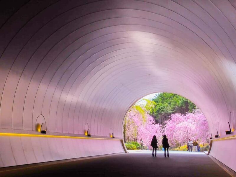 Art Pavilion × Night SakuraKansai Spring Day Tour - The Sum Up