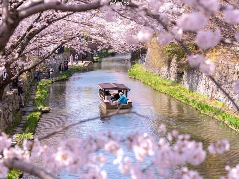 Art Pavilion × Night SakuraKansai Spring Day Tour - FAQ