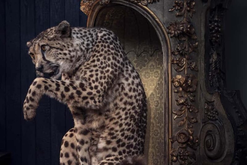 Art Zoo Museum: Art meets nature in a 17th-Century House - How the Tour Fits Into Your Amsterdam Visit