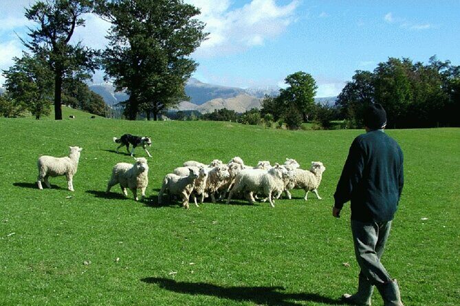 Arthur's Pass and TranzAlpine Train Day Tour from Christchurch - Who Should Consider This Tour?