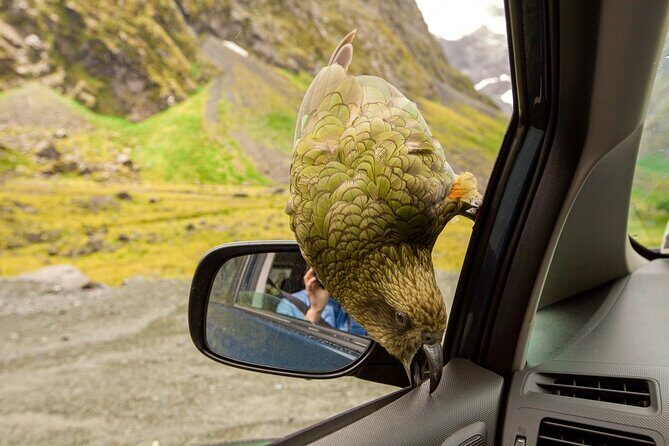 Arthurs Pass Day Tour From Christchurch With TranzAlpine - Who Will Love This Tour?