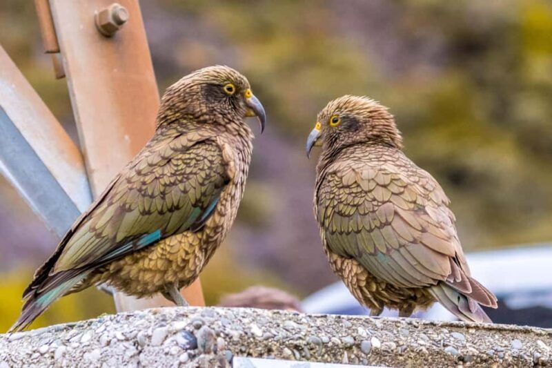 Arthurs Pass Tour From Christchurch via CHC-GRZ TranzAlpine - FAQs