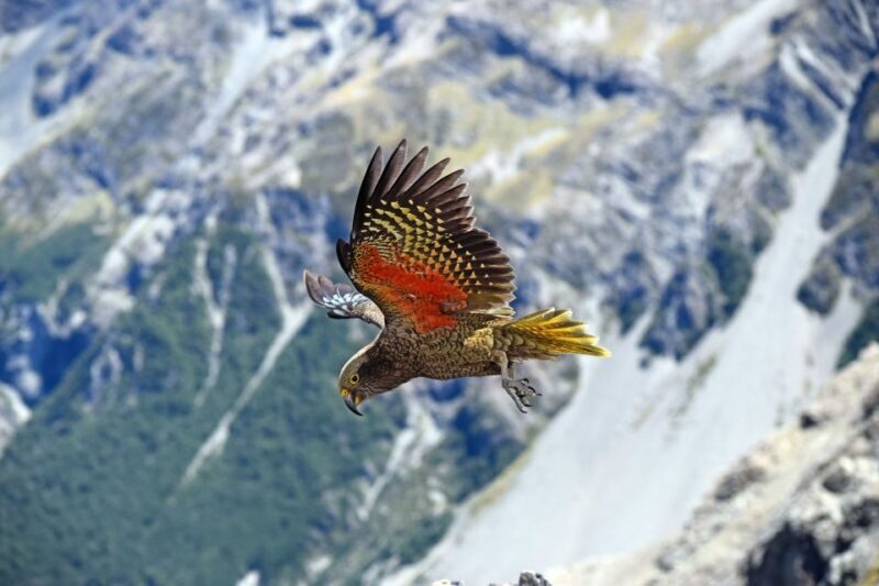 Arthur's Pass: TranzAlpine Train and Castle Hill Day Tour - Who Will Love This Tour?