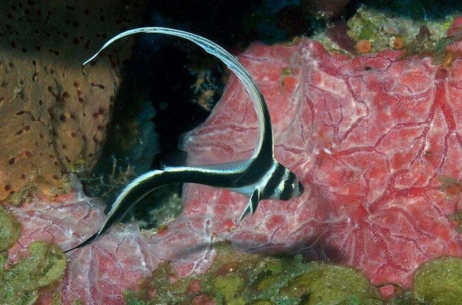 Aruba 1-Tank guided Dive for certified divers with own equipment - FAQ