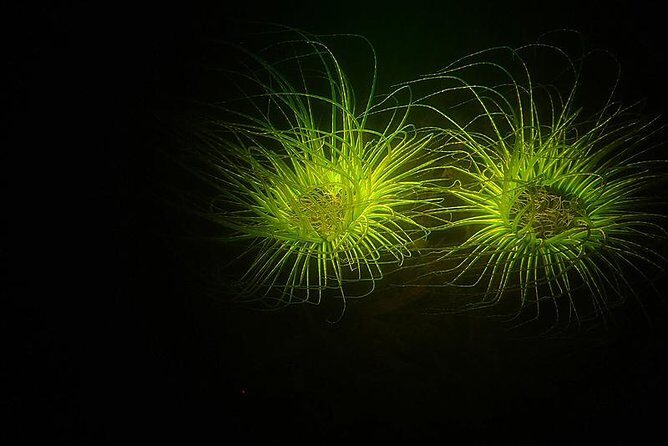 Aruba 1-Tank guided UV Night Dive for certified divers with rental equipment - Authentic Perspectives from Past Participants