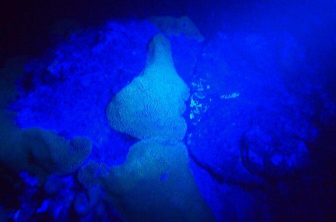 Aruba 1-Tank guided UV Night Dive for certified divers with rental equipment - Practical Details at a Glance