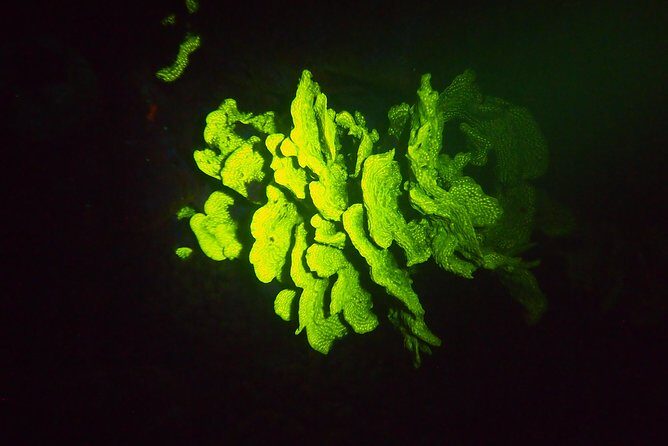 Aruba 1-Tank guided UV Night Dive for certified divers with rental equipment - Who is This Tour Best For?