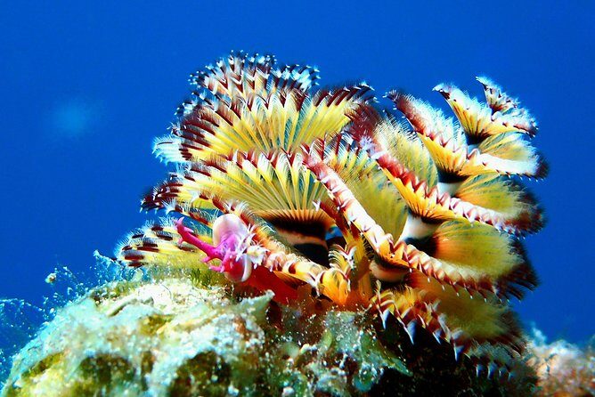 Aruba 2-Tank guided Dive for certified divers / own equipment - An In-Depth Look at the Aruba 2-Tank Guided Dive