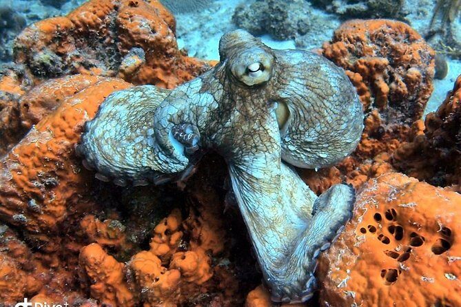 Aruba 2-Tank guided Dive for certified divers / own equipment - Final Thoughts