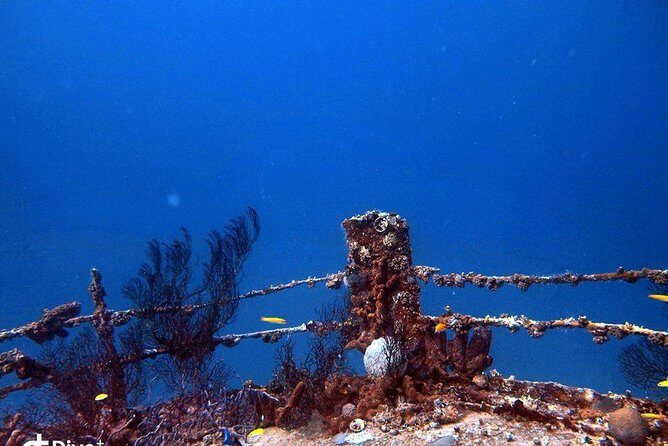 Aruba 2-Tank Guided Dive for Certified Divers / rental equipment - Why Choose This Tour?