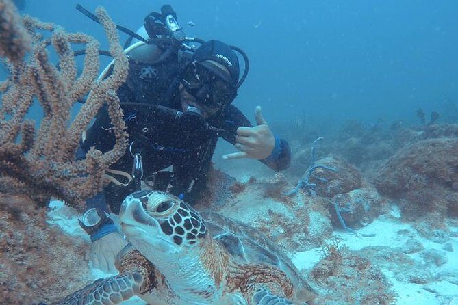 Aruba Certified Scuba Diving - An In-Depth Look at Aruba Certified Scuba Diving