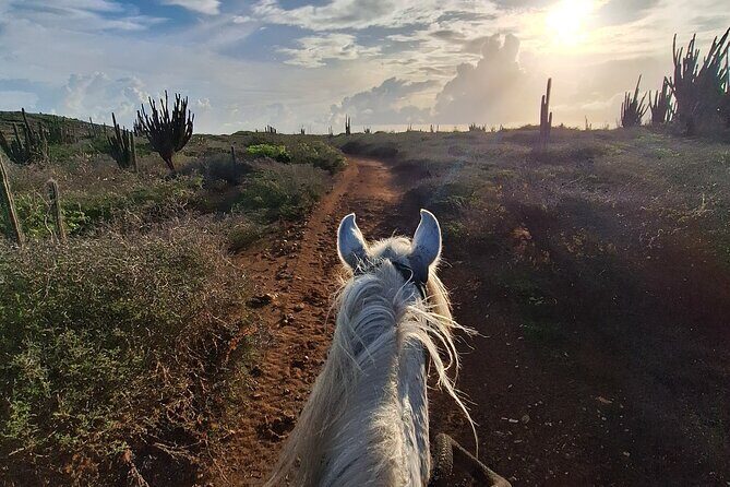 Aruba Horseback Riding Tour For Advanced Riders - Safety and Comfort