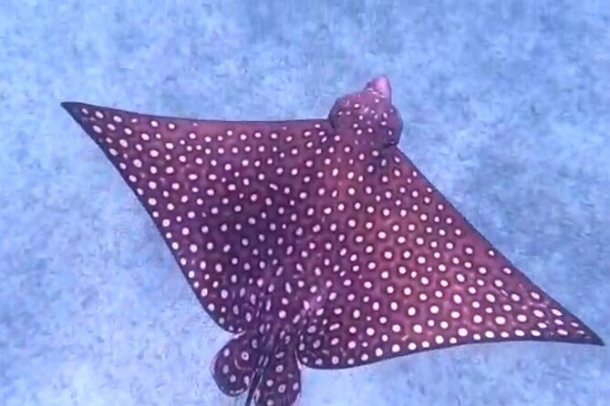 Aruba Seabob Scooter Reef Tour - Why It’s Worth the Money