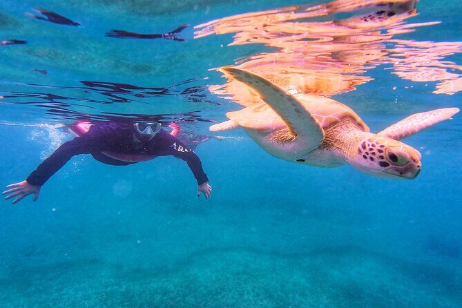 Aruba Turtle Spotting Snorkeling Adventure - What to Expect from the Aruba Turtle Spotting Snorkeling Adventure