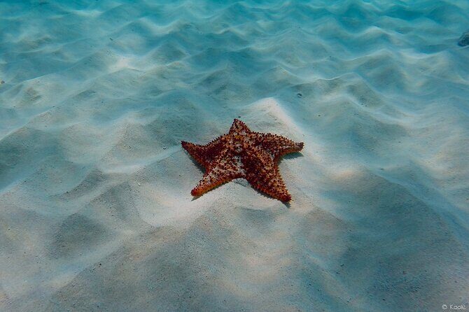 Aruba Turtle Spotting Snorkeling Adventure - Authentic Encounters and Guide Expertise