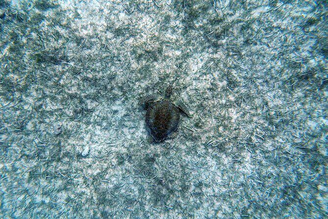 Aruba Turtle Spotting Snorkeling Adventure - Final Thoughts: Who Will Enjoy This Tour?