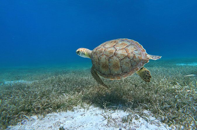 Aruba Turtle Spotting Snorkeling Adventure - FAQ