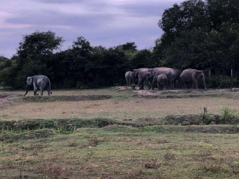 Arugam Bay: All Inclusive Kumana National Park 4x4 Safari - What’s Included and How It Adds Value