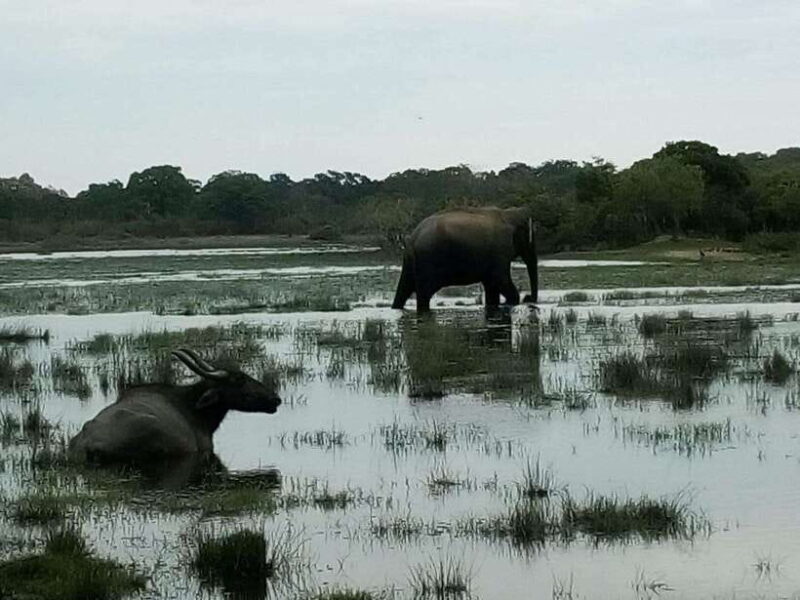 Arugam Bay: All Inclusive Kumana National Park 4x4 Safari - Authenticity and Authentic Experiences