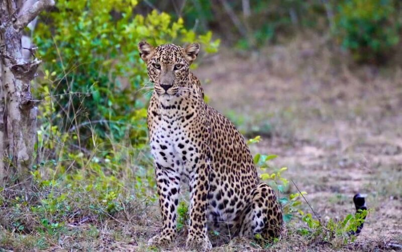 Arugam Bay: Kumana National Park Full-Day Safari Tour - The Itinerary in Detail