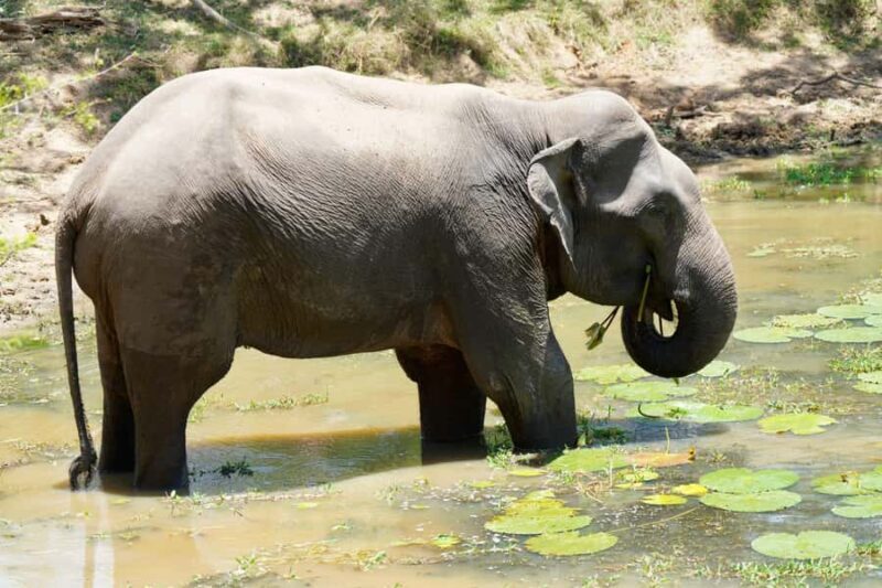 Arugam Bay: Kumana National Park Full-Day Safari Tour - The Practicalities: Transport, Price, and Group Size