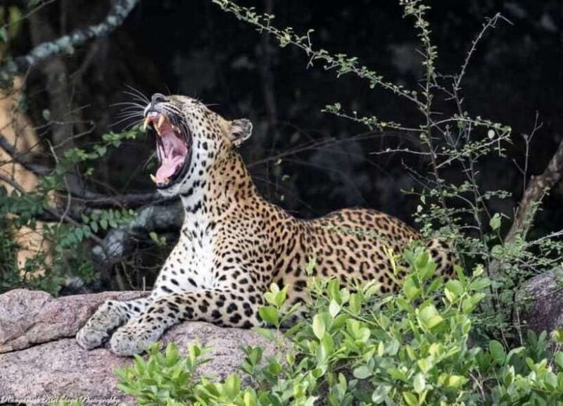Arugam Bay: Kumana National Park Safari - Starting Out: The Pickup and Journey