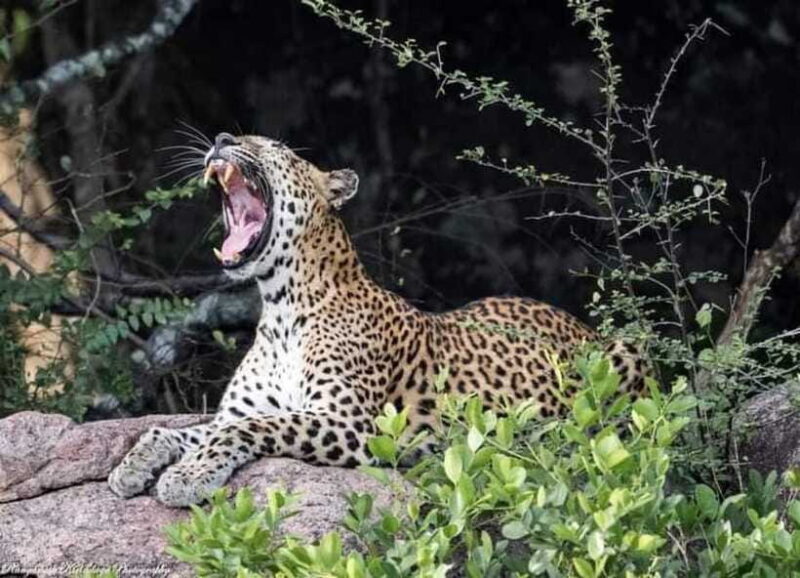 Arugam Bay: Kumana National Park Safari - The Guide: Your Wildlife Interpreter