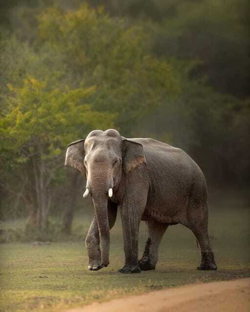 Arugam Bay: Kumana National Park Safari - After the Safari: Returning to Your Hotel