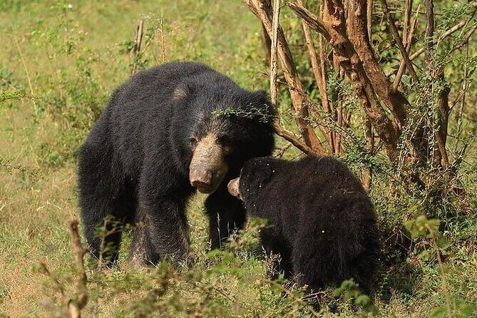 Arugam Bay to Mirissa Shuttle and Safari Drive - FAQ