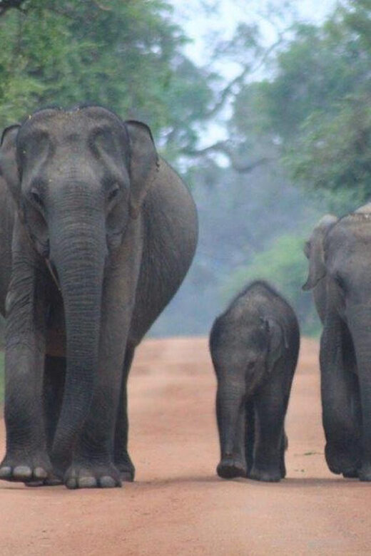 Arugam Bay: Yala Safari & DropOff in Ella - Safari + Transit - The Experience for Different Types of Travelers