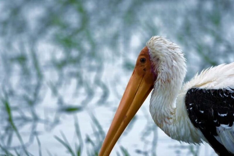 Arugambay :Pottuvil Lagoon Mangrove Eco Boat Safari Tours - The Perfect Match for Your Travel Style